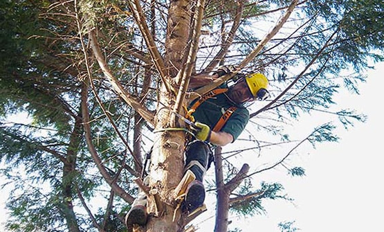 Commercial Tree Care | Commercial Tree Service London