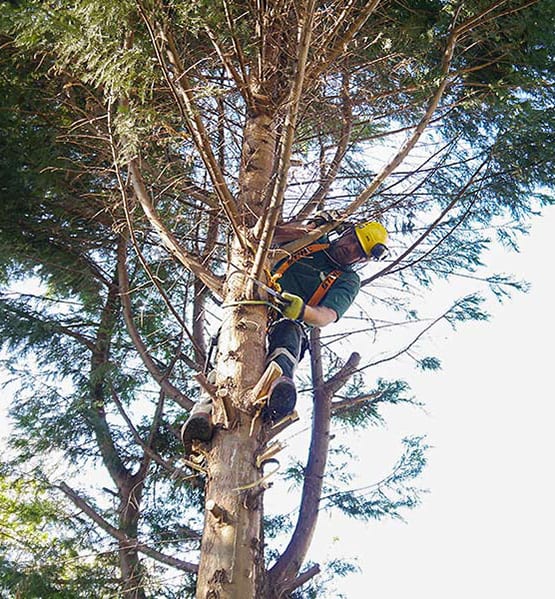 Commercial Tree Care | Commercial Tree Service London